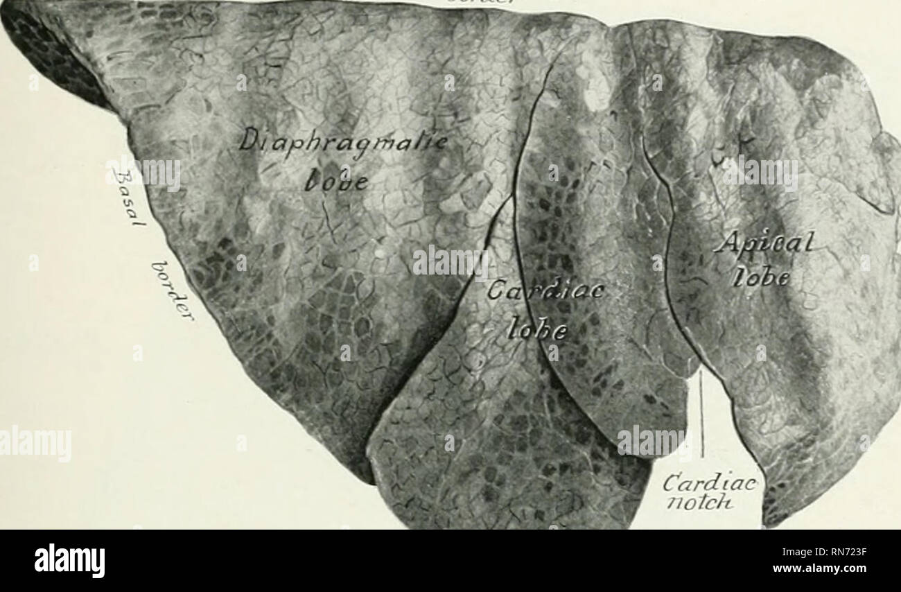 Pferd anatomie rippe -Fotos und -Bildmaterial in hoher Auflösung ...