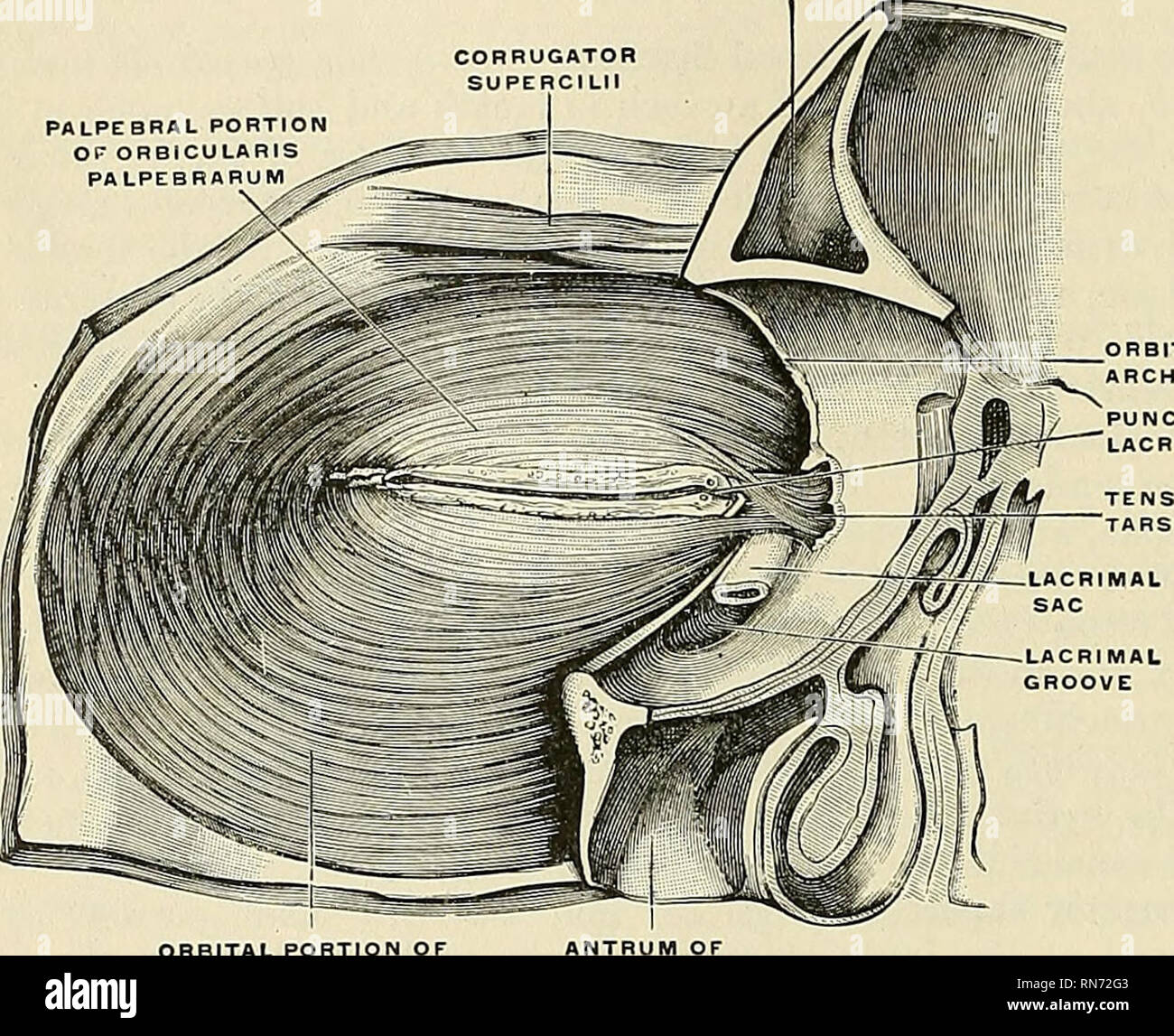 Levatormuskel des oberen augenlids -Fotos und -Bildmaterial in hoher ...