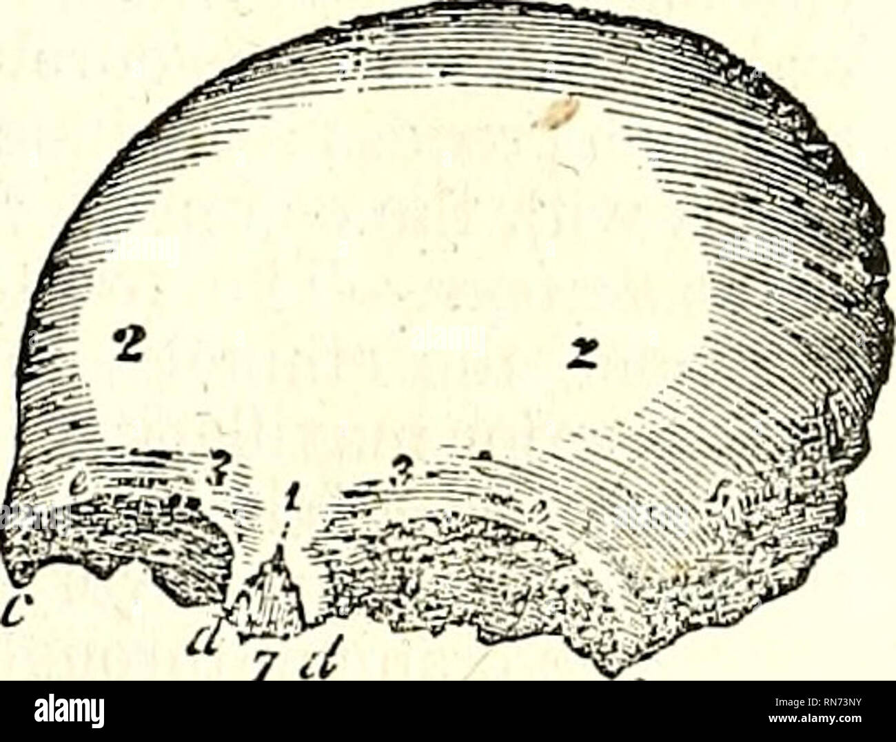 . Die Anatomie des menschlichen Körpers. Die menschliche Anatomie ...