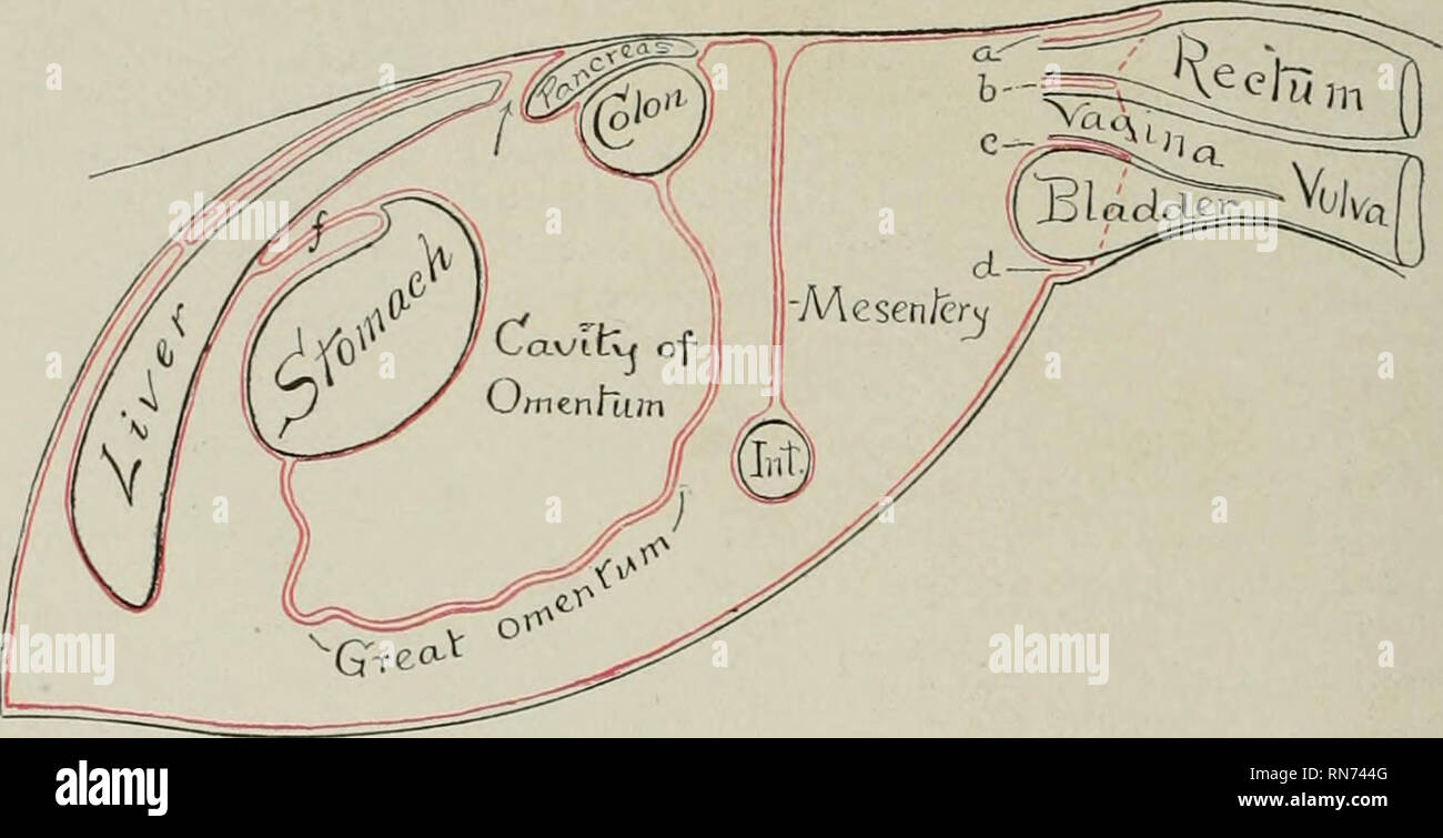 . Die Anatomie der Haustiere. Veterinär Anatomie. 442 VERDAUUNGSSYSTEM ...