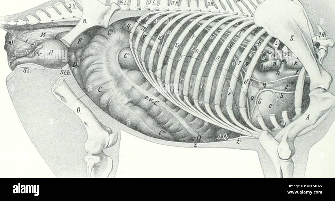 Pelvic diaphragm pferd -Fotos und -Bildmaterial in hoher Auflösung – Alamy