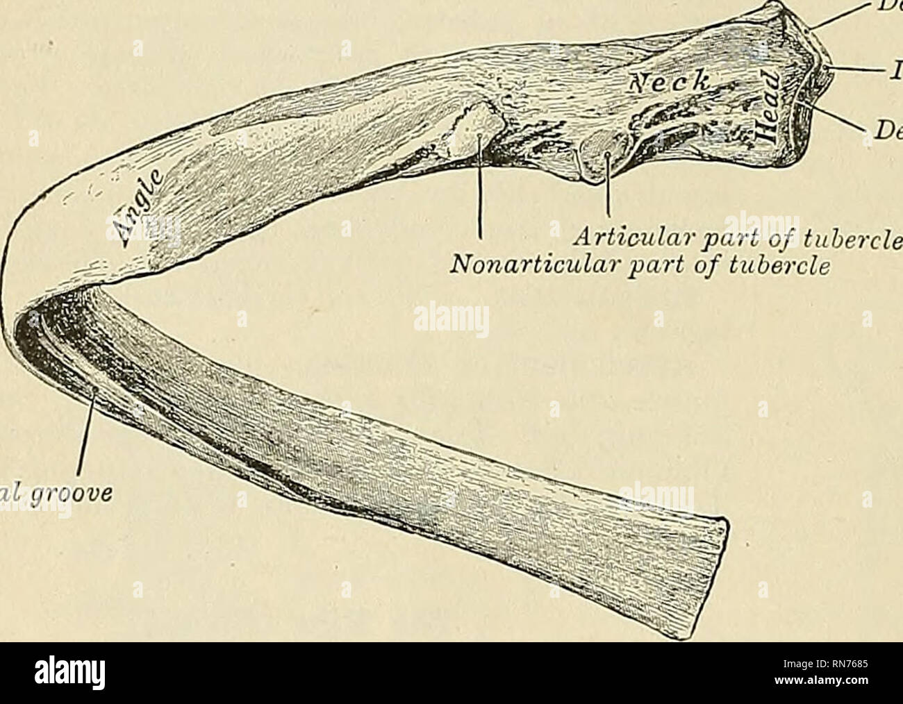 . Anatomie, beschreibende und angewendet werden. Anatomie. 162 ...