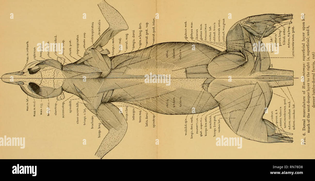 . Anatomie des Holzes Ratte; vergleichende Anatomie der Untergattung ...