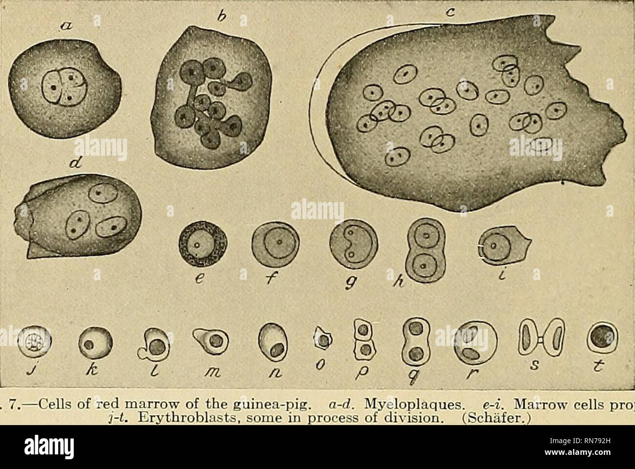 . Anatomie, beschreibende und angewendet werden. Anatomie. 40 ...