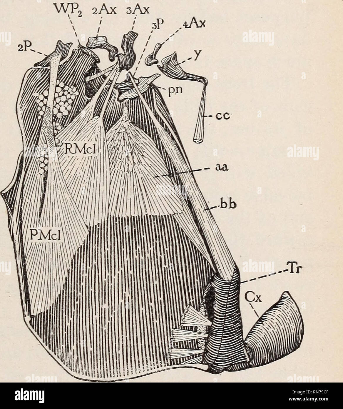 . Die Anatomie der Biene. Insekten; Bienen; Bienen; Honigbiene Anatomie ...