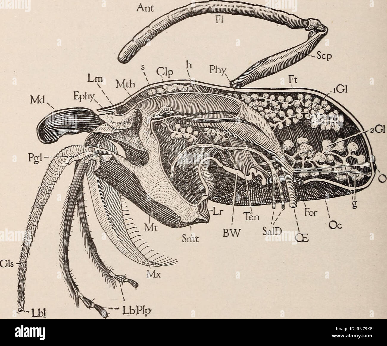 . Die Anatomie der Biene. Insekten; Bienen; Bienen; Honigbiene Anatomie ...