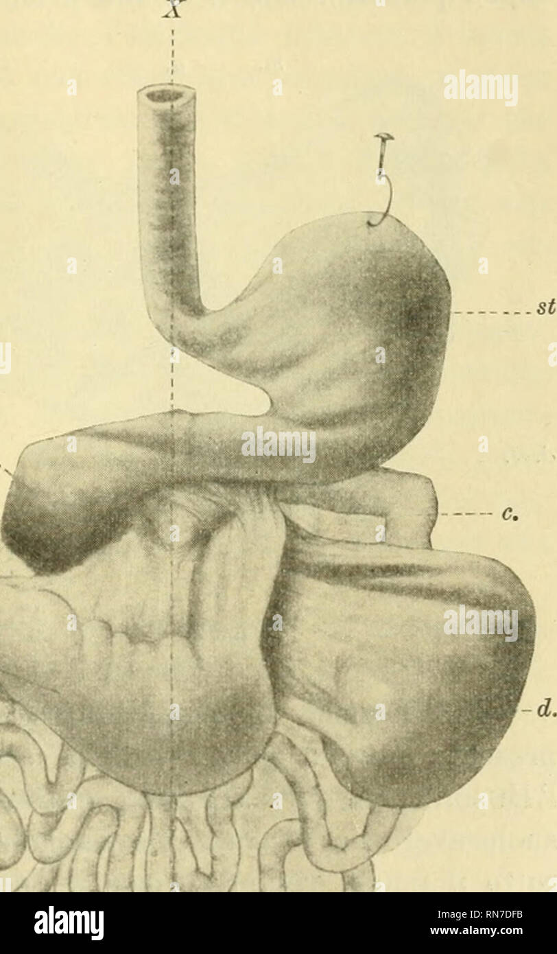 Anatomia del colon -Fotos und -Bildmaterial in hoher Auflösung – Alamy