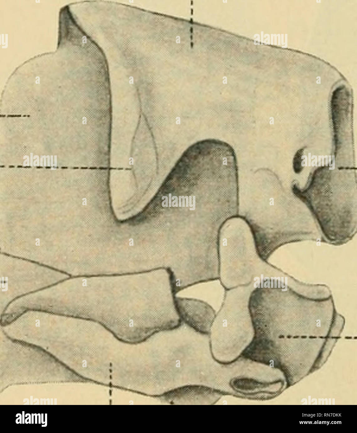 Anatomie de la capsule -Fotos und -Bildmaterial in hoher Auflösung – Alamy