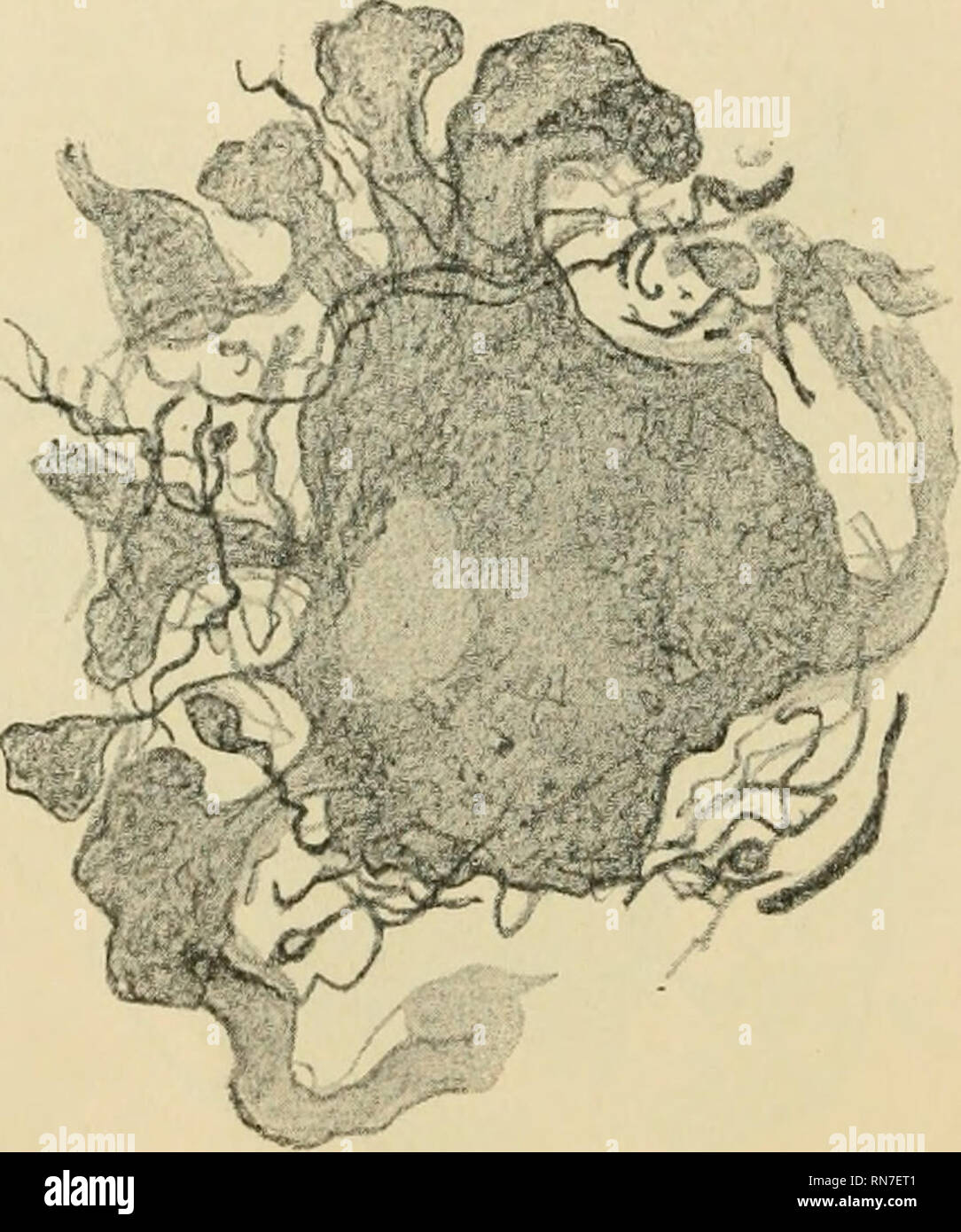 . Anatomischer Anzeiger. Anatomie, Vergleichende; Anatomie ...