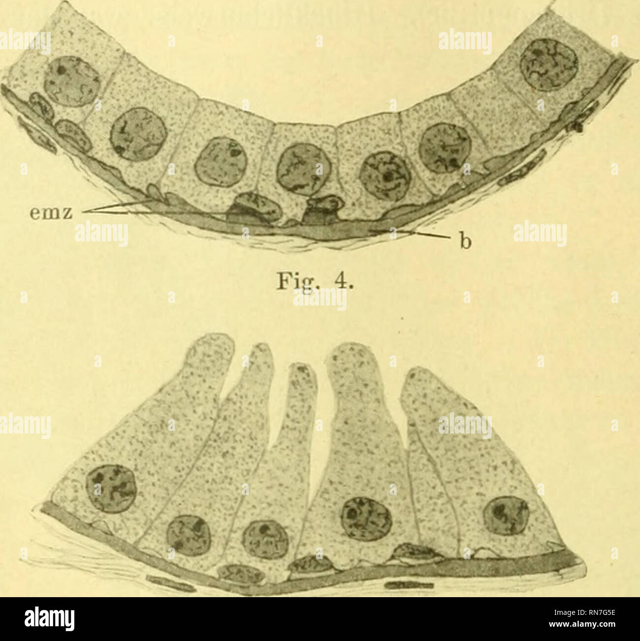. Anatomischer Anzeiger. Anatomie, Vergleichende; Anatomie ...