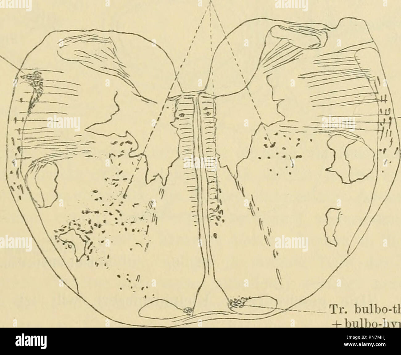 Formatio reticularis -Fotos und -Bildmaterial in hoher Auflösung – Alamy