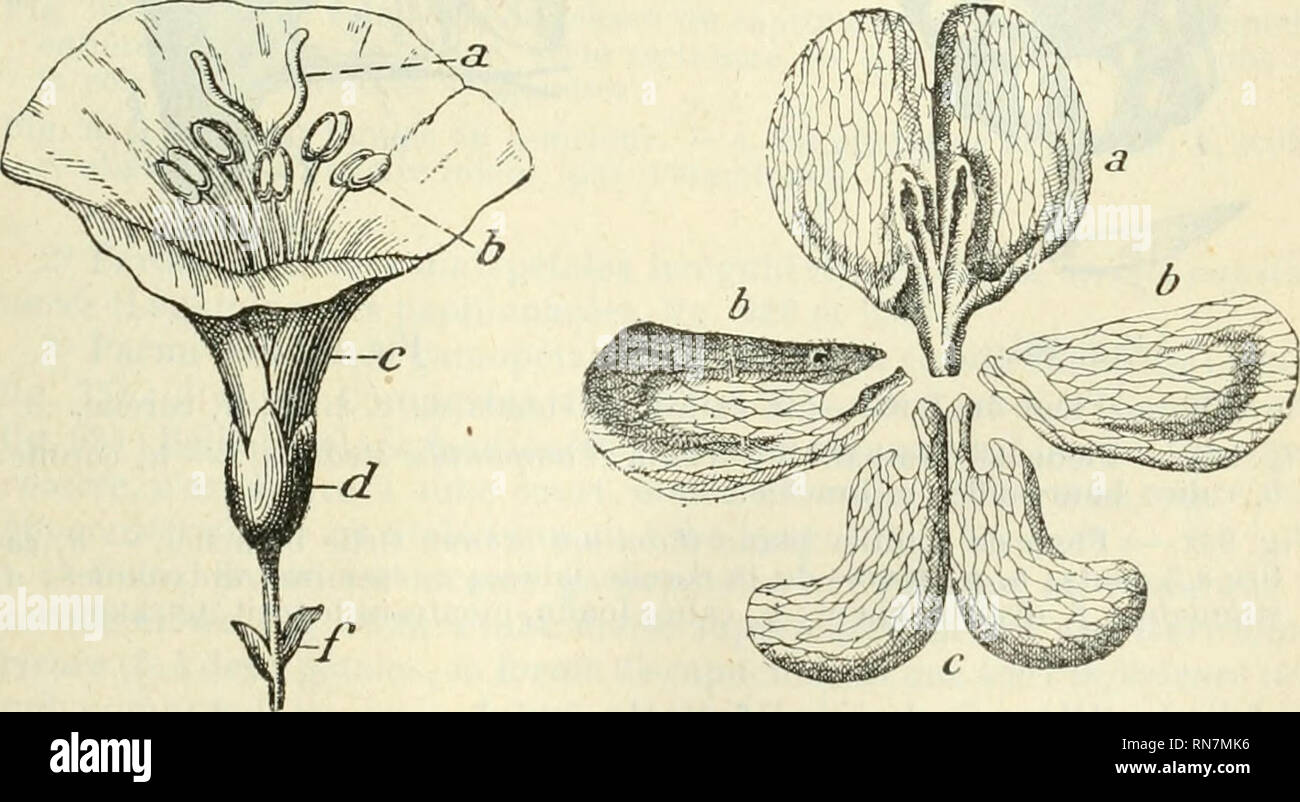Anatomie de la fleur -Fotos und -Bildmaterial in hoher Auflösung – Alamy