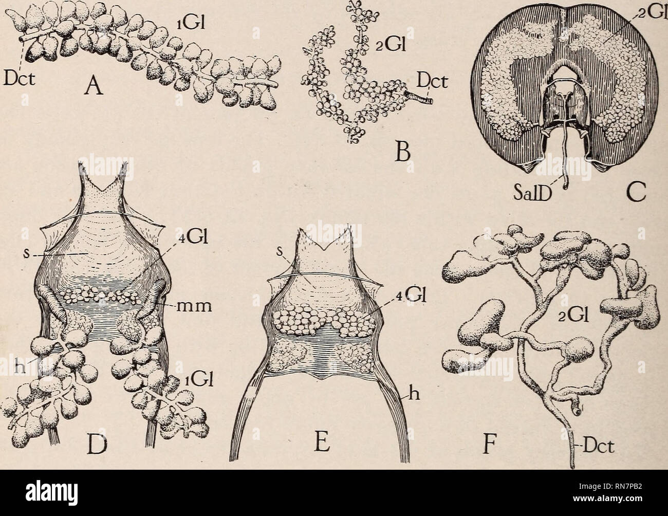 . Die Anatomie der Biene. Insekten; Bienen; Bienen; Honigbiene Anatomie ...