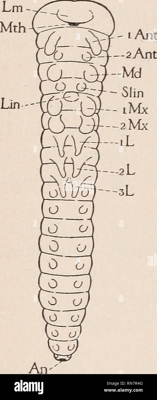. Die Anatomie der Biene. Insekten; Bienen; Bienen; Honigbiene Anatomie ...