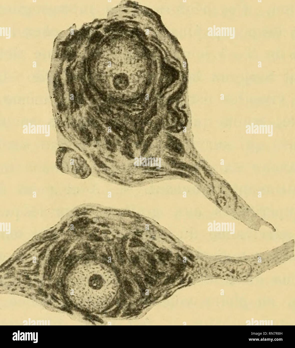 Anatomie de la poule -Fotos und -Bildmaterial in hoher Auflösung – Alamy