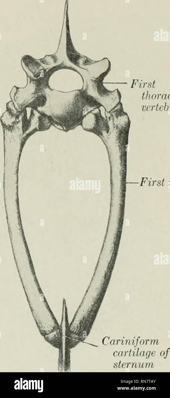 Relativ dicker hals -Fotos und -Bildmaterial in hoher Auflösung – Alamy
