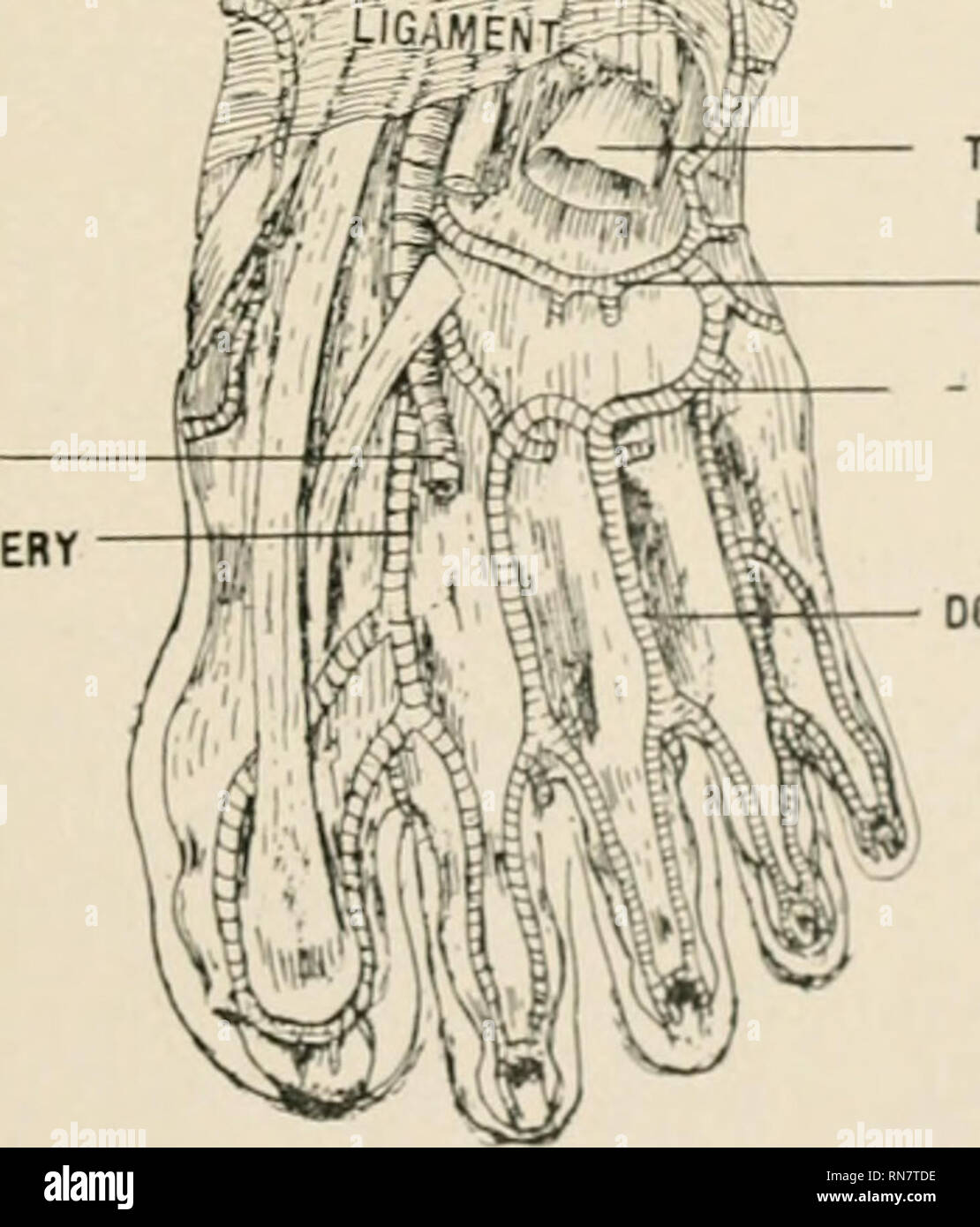 . Anatomie auf den Punkt: Eine Abhandlung über die Anatomie des ...