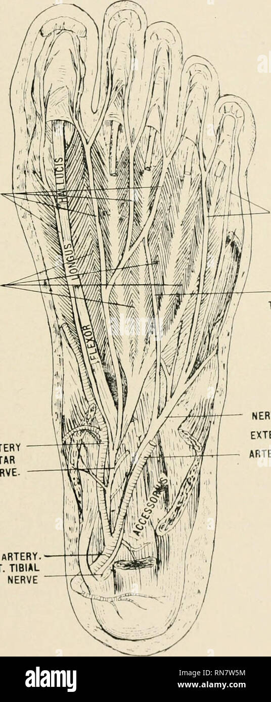 . Anatomie auf den Punkt: Eine Abhandlung über die Anatomie des ...