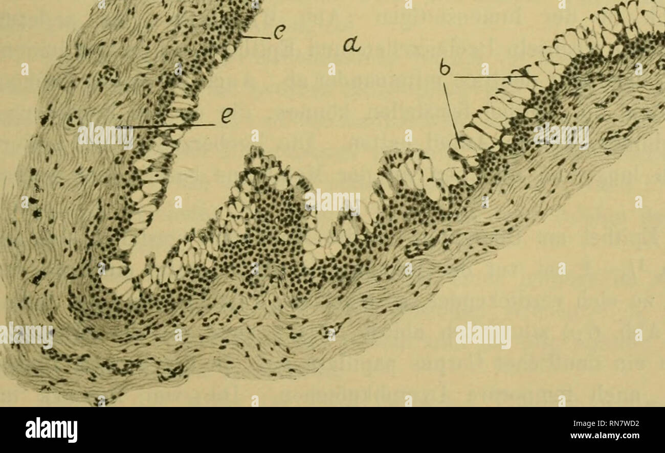 Ductus parotideus -Fotos und -Bildmaterial in hoher Auflösung – Alamy
