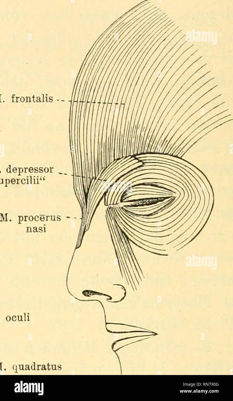 M frontalis -Fotos und -Bildmaterial in hoher Auflösung – Alamy