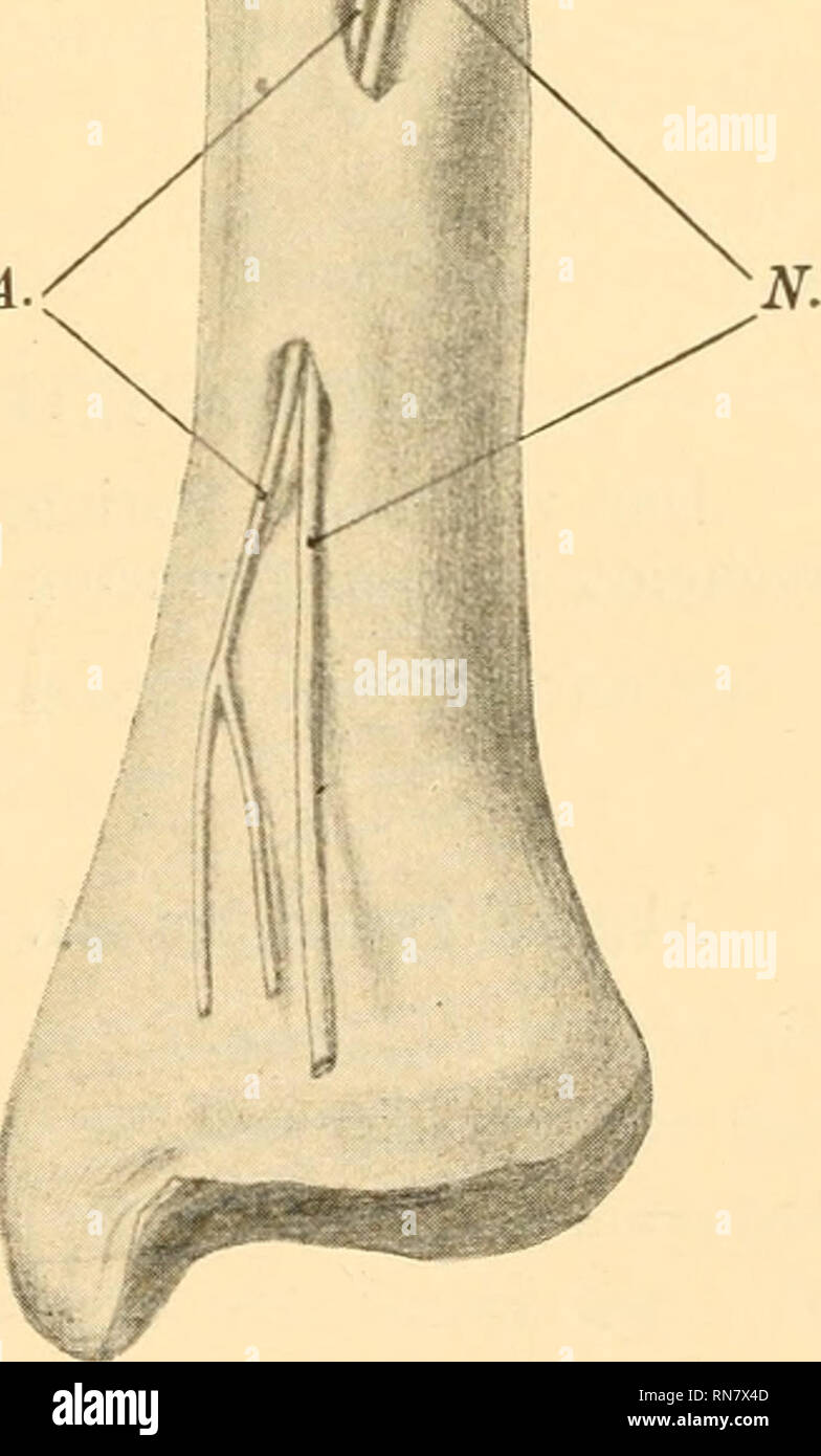 A tibialis anterior -Fotos und -Bildmaterial in hoher Auflösung – Alamy