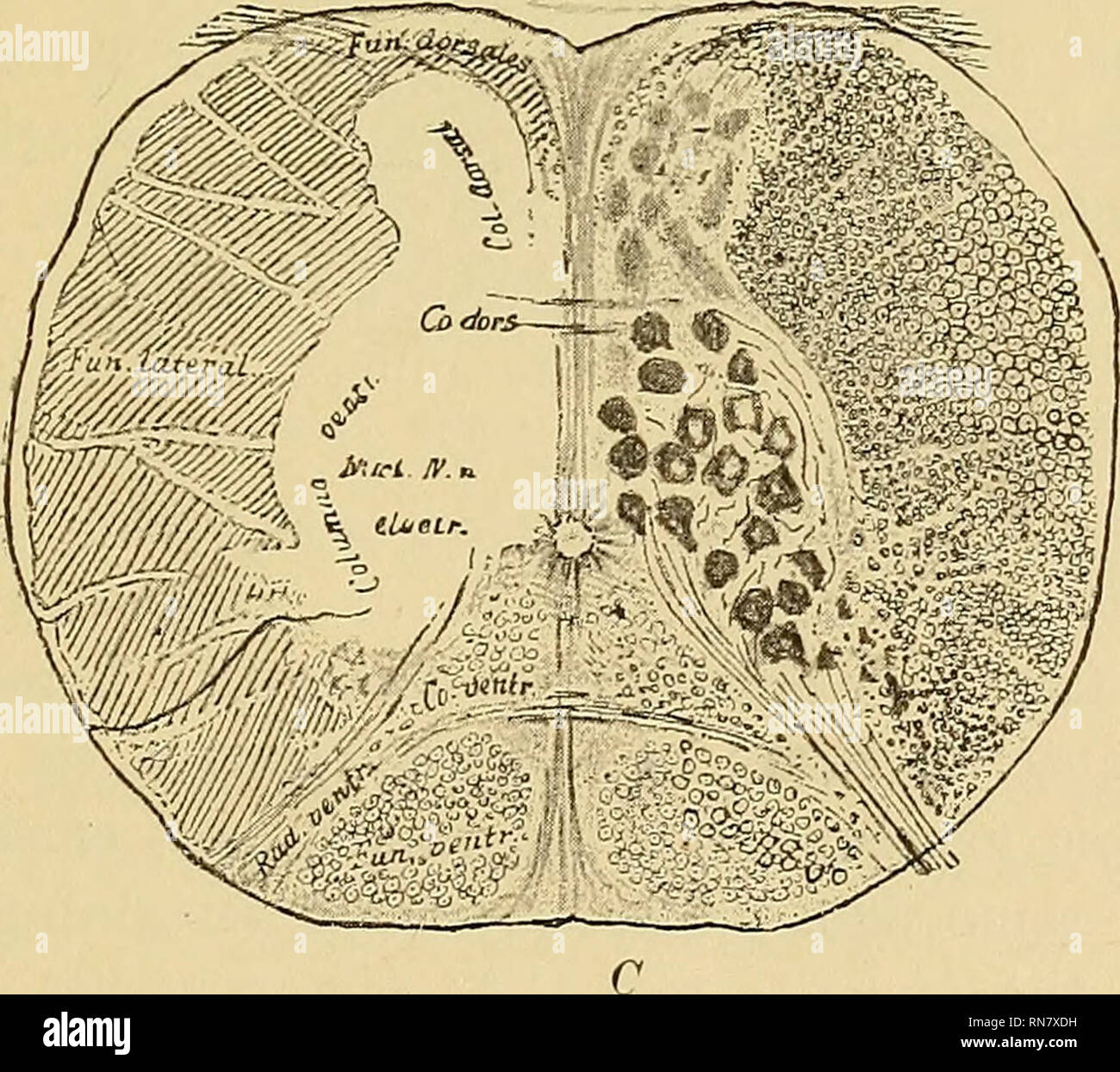 General von fritsch -Fotos und -Bildmaterial in hoher Auflösung – Alamy