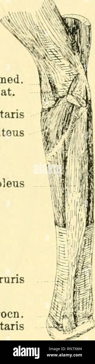 Musculus triceps surae -Fotos und -Bildmaterial in hoher Auflösung – Alamy