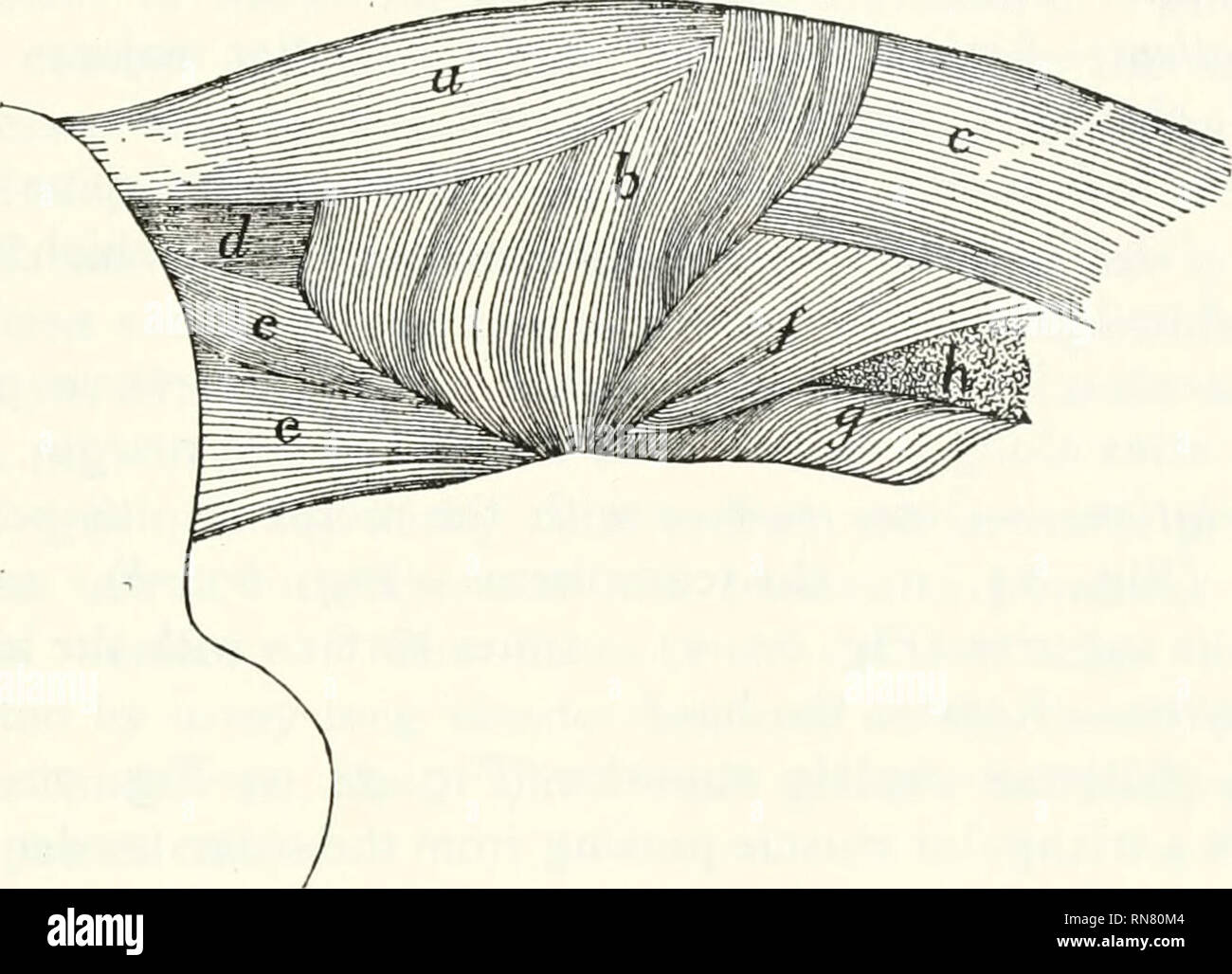 Longus capitis -Fotos und -Bildmaterial in hoher Auflösung – Alamy