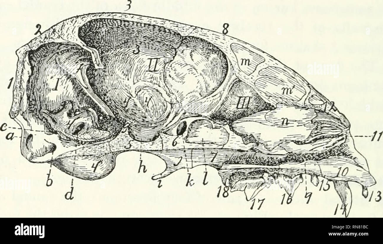 . Anatomie der Katze. Katzen; Säugetiere. Das SKELETT DER CAT. Knochen ...