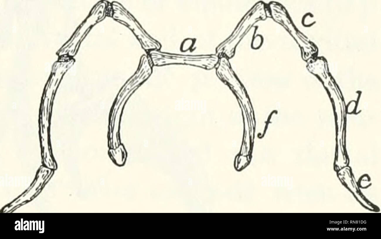 . Anatomie der Katze. Katzen; Säugetiere. Aiii der Schädel. 49. "D ...