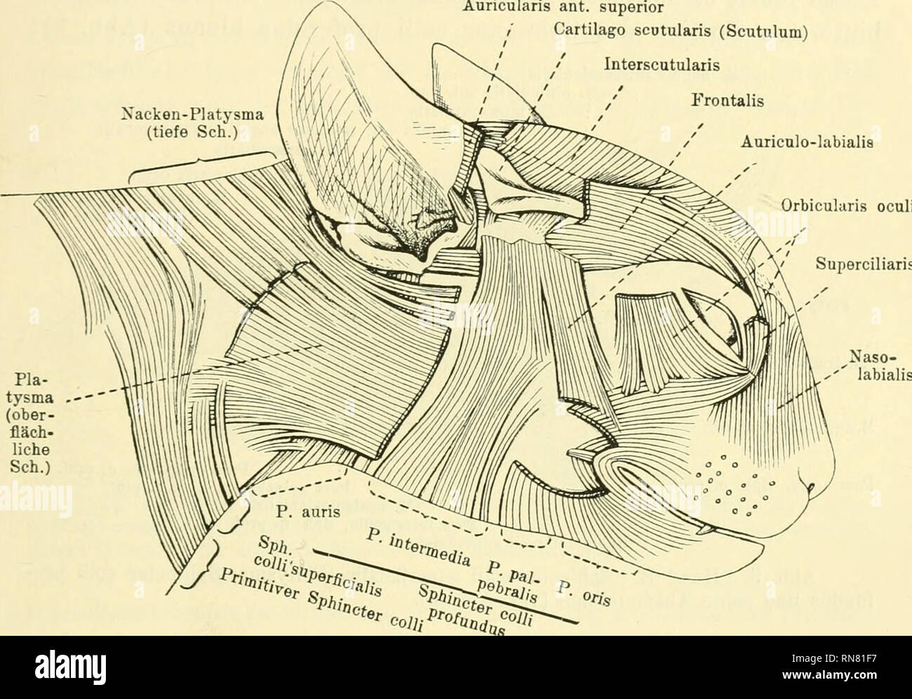 . Anatomischer Anzeiger. Anatomie, Vergleichende; Anatomie ...