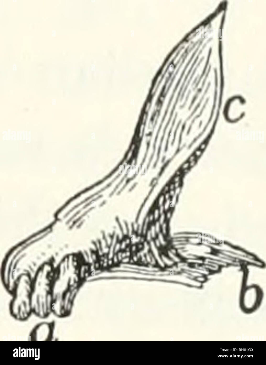 . Anatomie der Katze. Katzen; Säugetiere. Der Schädel. 41 Im ...