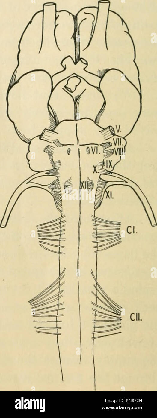 . Anatomischer Anzeiger. Anatomie, Vergleichende; Anatomie ...