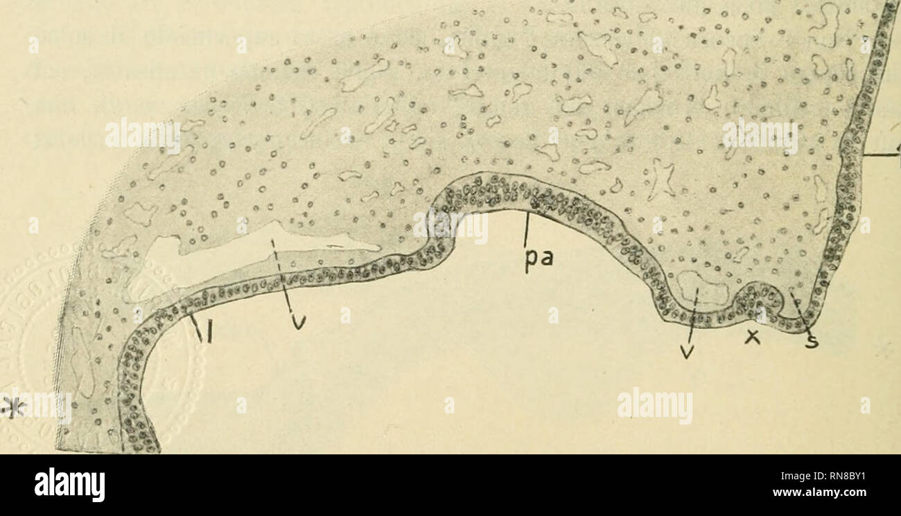 3° ventricolo -Fotos und -Bildmaterial in hoher Auflösung – Alamy