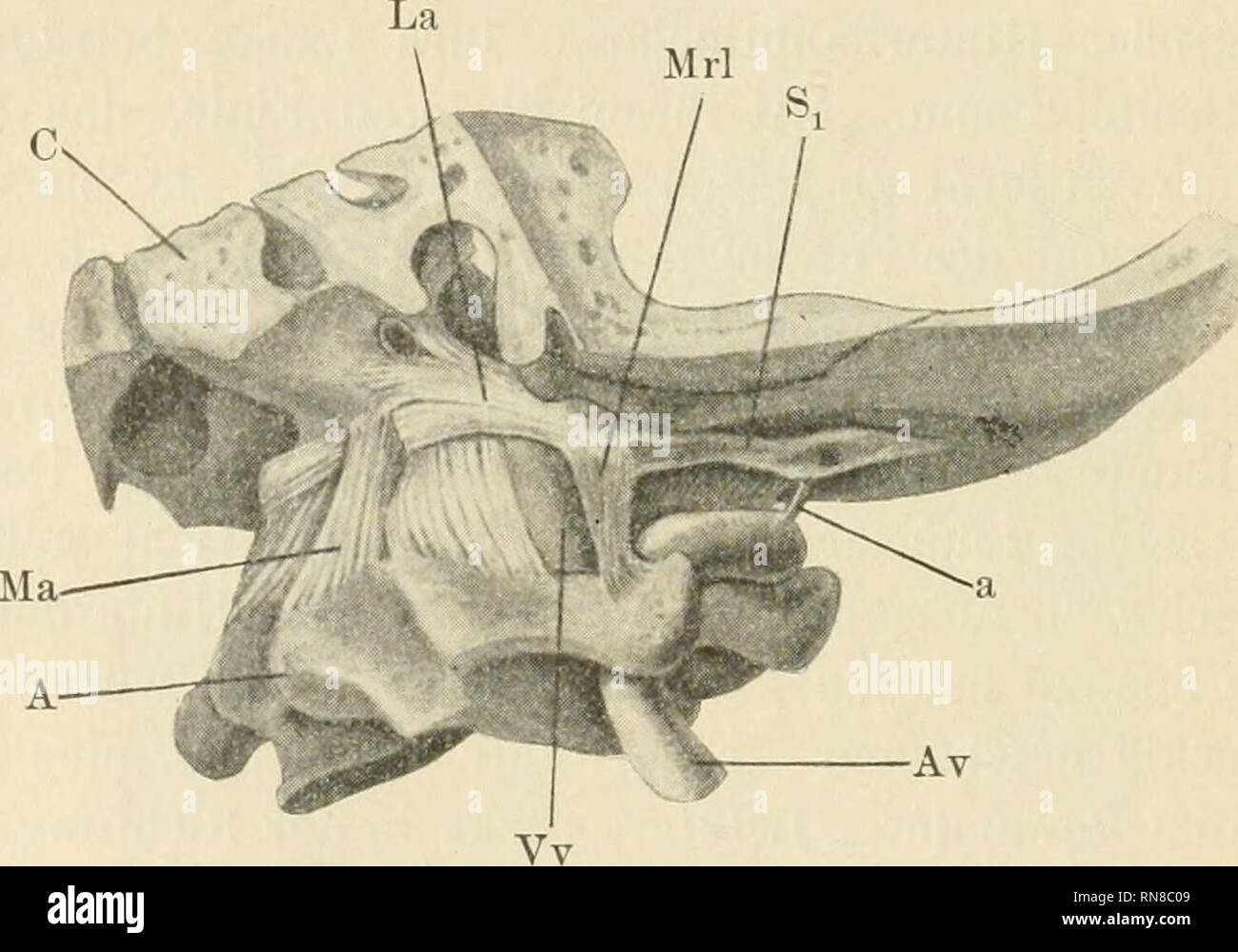 M Rectus Lateralis Stockfotos und -bilder Kaufen - Alamy