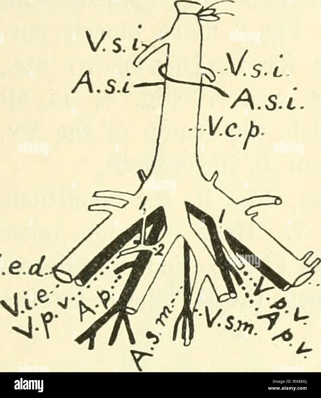 . Anatomischer Anzeiger. Anatomie, Vergleichende; Anatomie ...