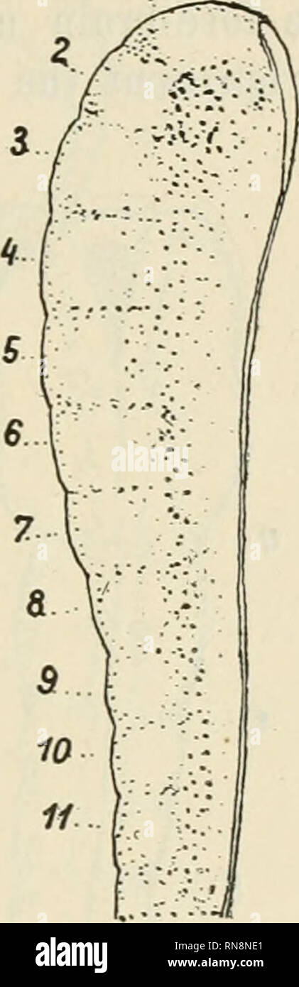 . Anatomischer Anzeiger. Anatomie, Vergleichende; Anatomie ...