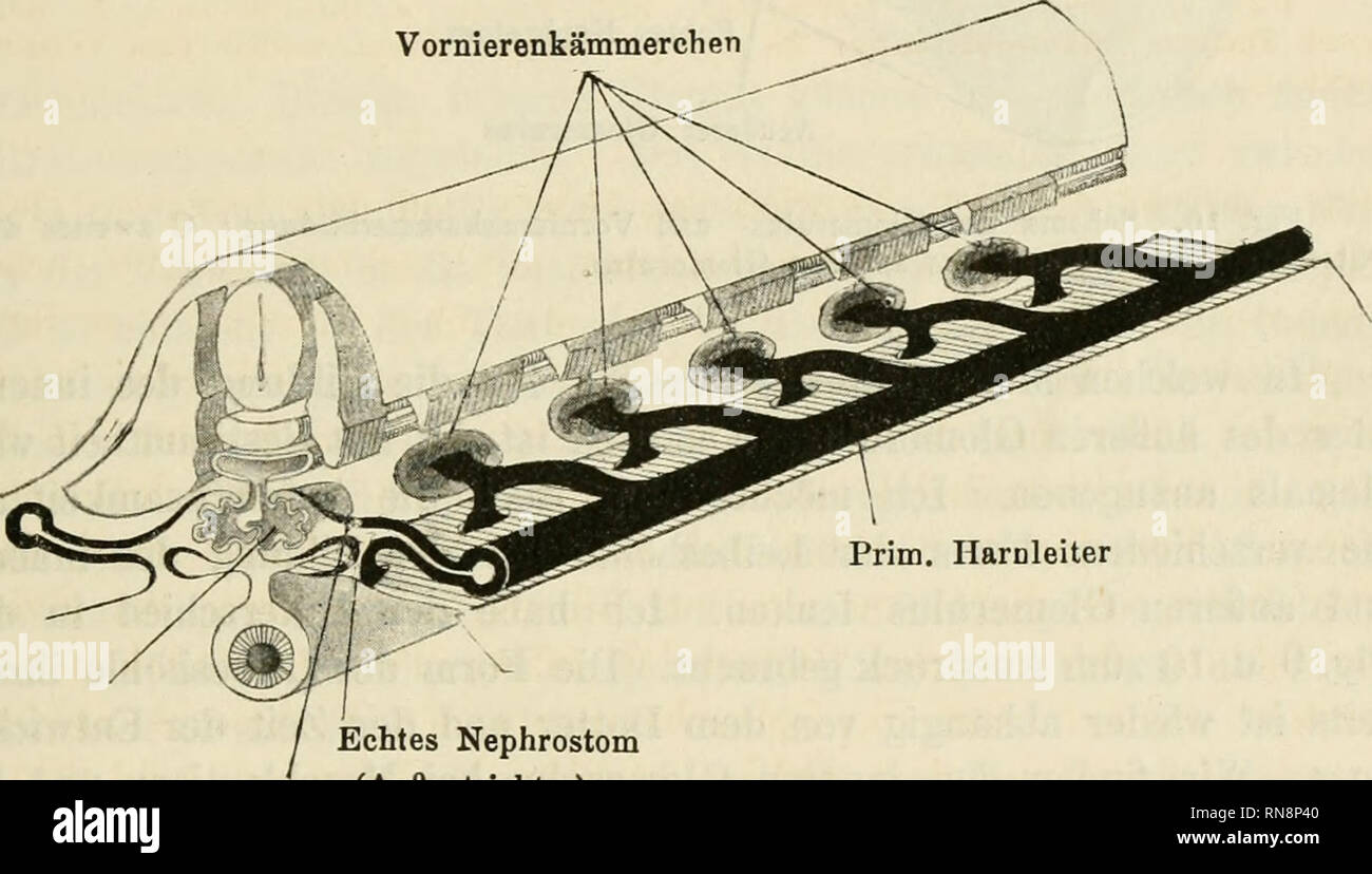 . Anatomischer Anzeiger. Anatomie, Vergleichende; Anatomie ...