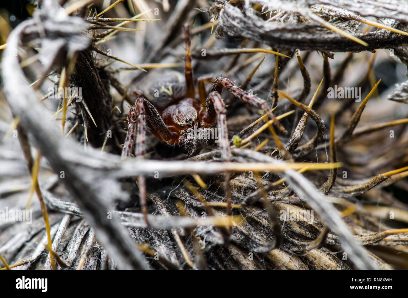 Spider Nest Web Trap Makro Stockfotografie - Alamy