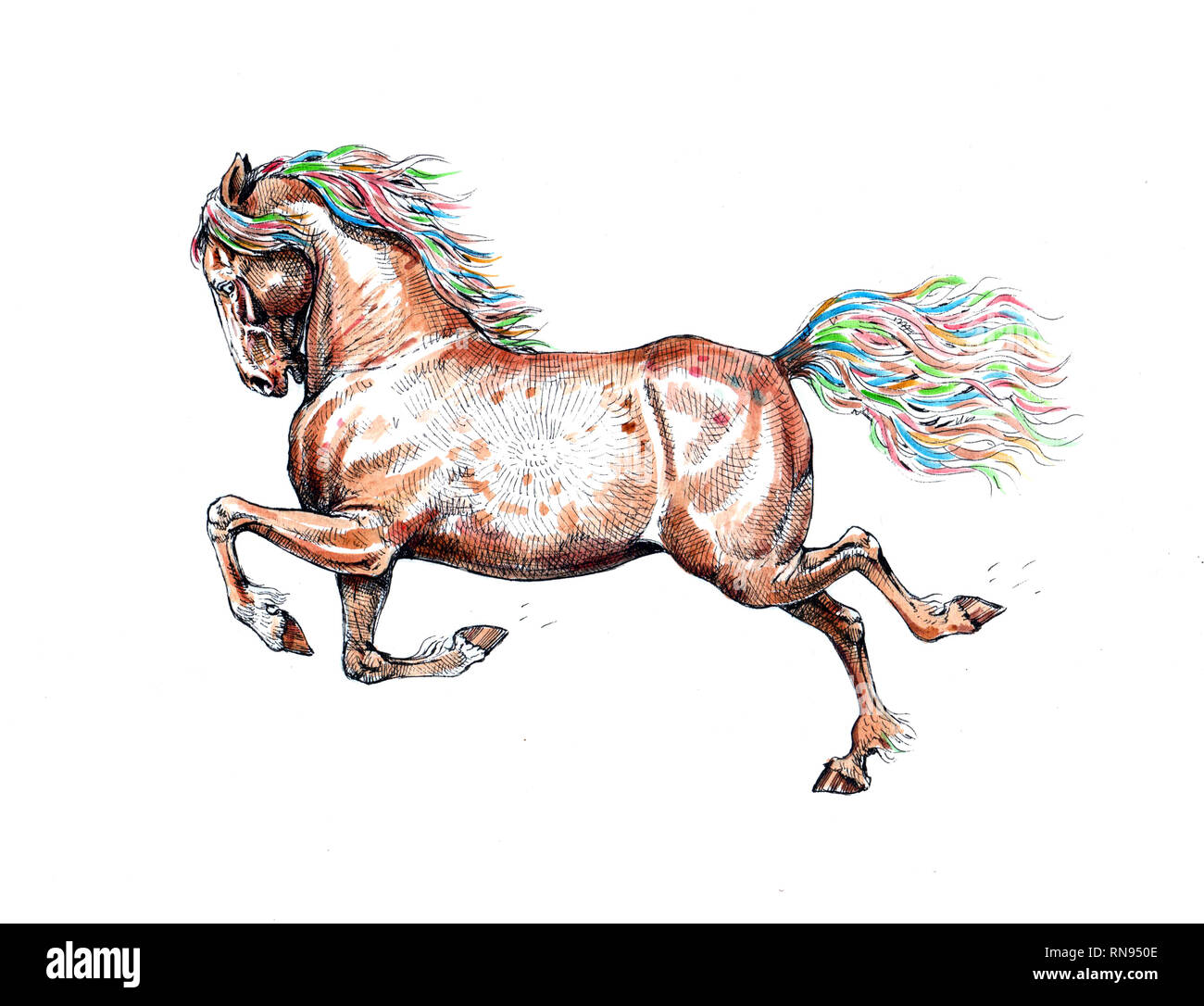 Galoppierendes Pferd. Der Gewinner. Zeichnung und Aquarell ...