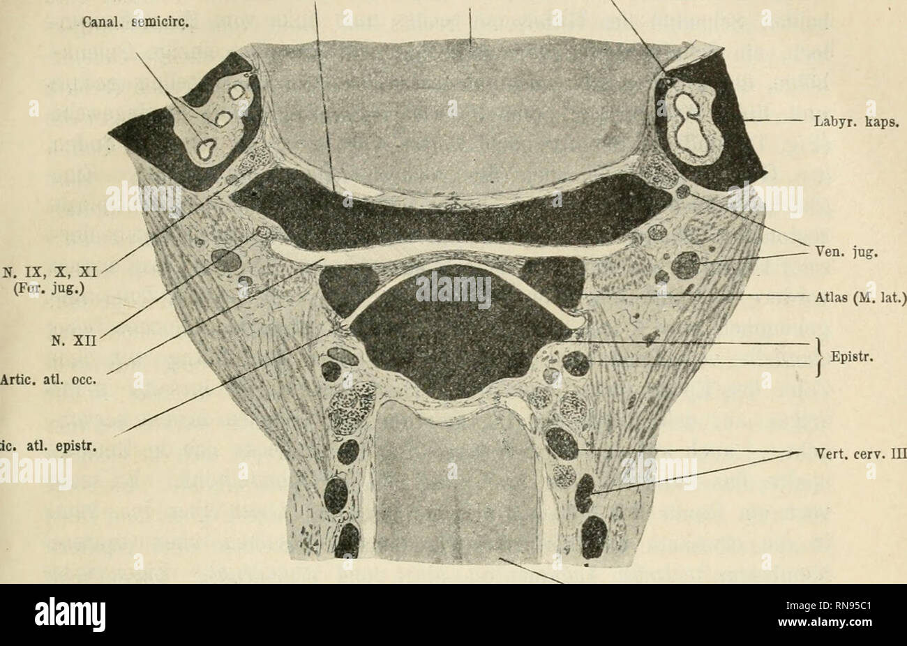 Foramen jugulare -Fotos und -Bildmaterial in hoher Auflösung – Alamy