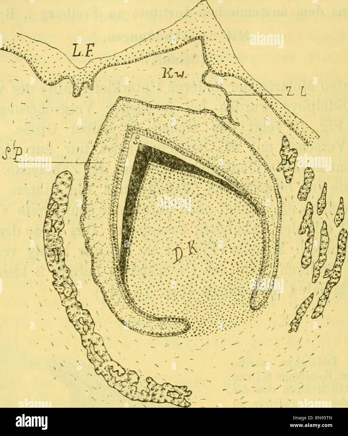 Dentin pulpa -Fotos und -Bildmaterial in hoher Auflösung – Alamy