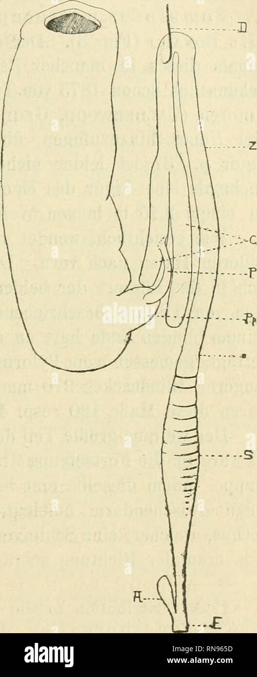 . Anatomischer Anzeiger. Anatomie, Vergleichende; Anatomie ...