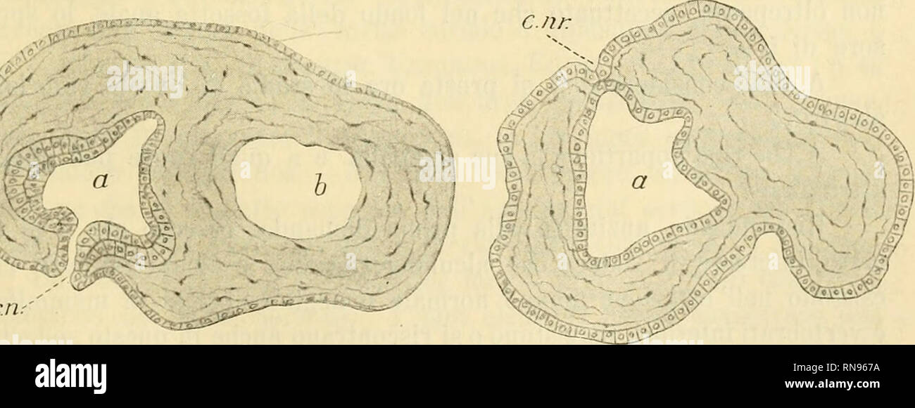 . Anatomischer Anzeiger. Anatomie, Vergleichende; Anatomie ...