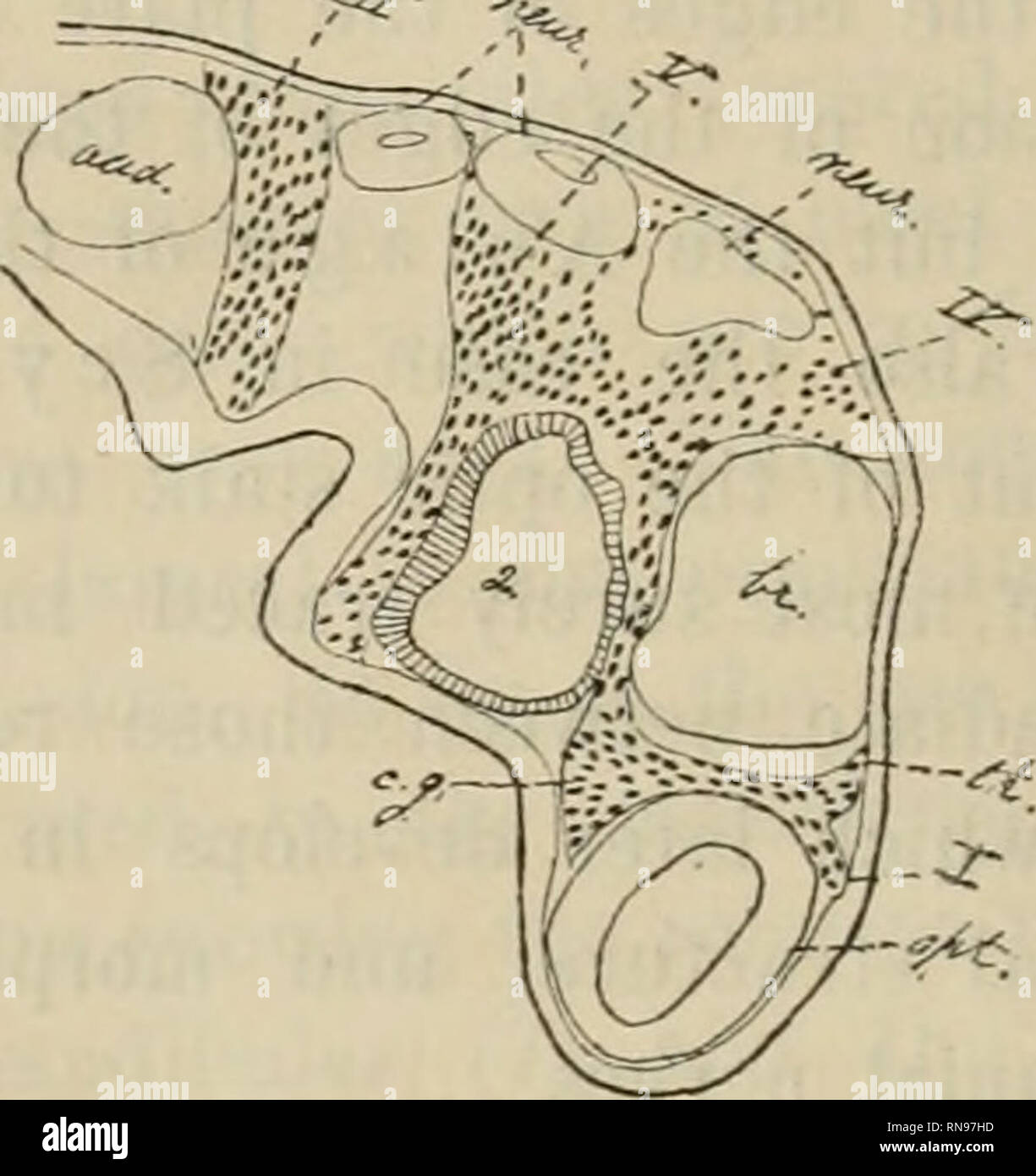 N trochlearis Stockfotos und -bilder Kaufen - Alamy