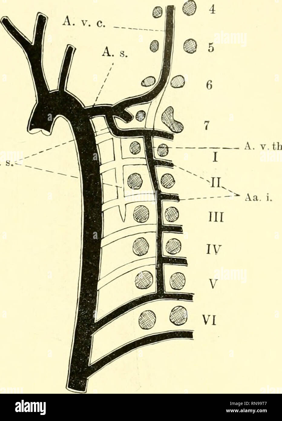 Arteria vertebralis -Fotos und -Bildmaterial in hoher Auflösung – Alamy