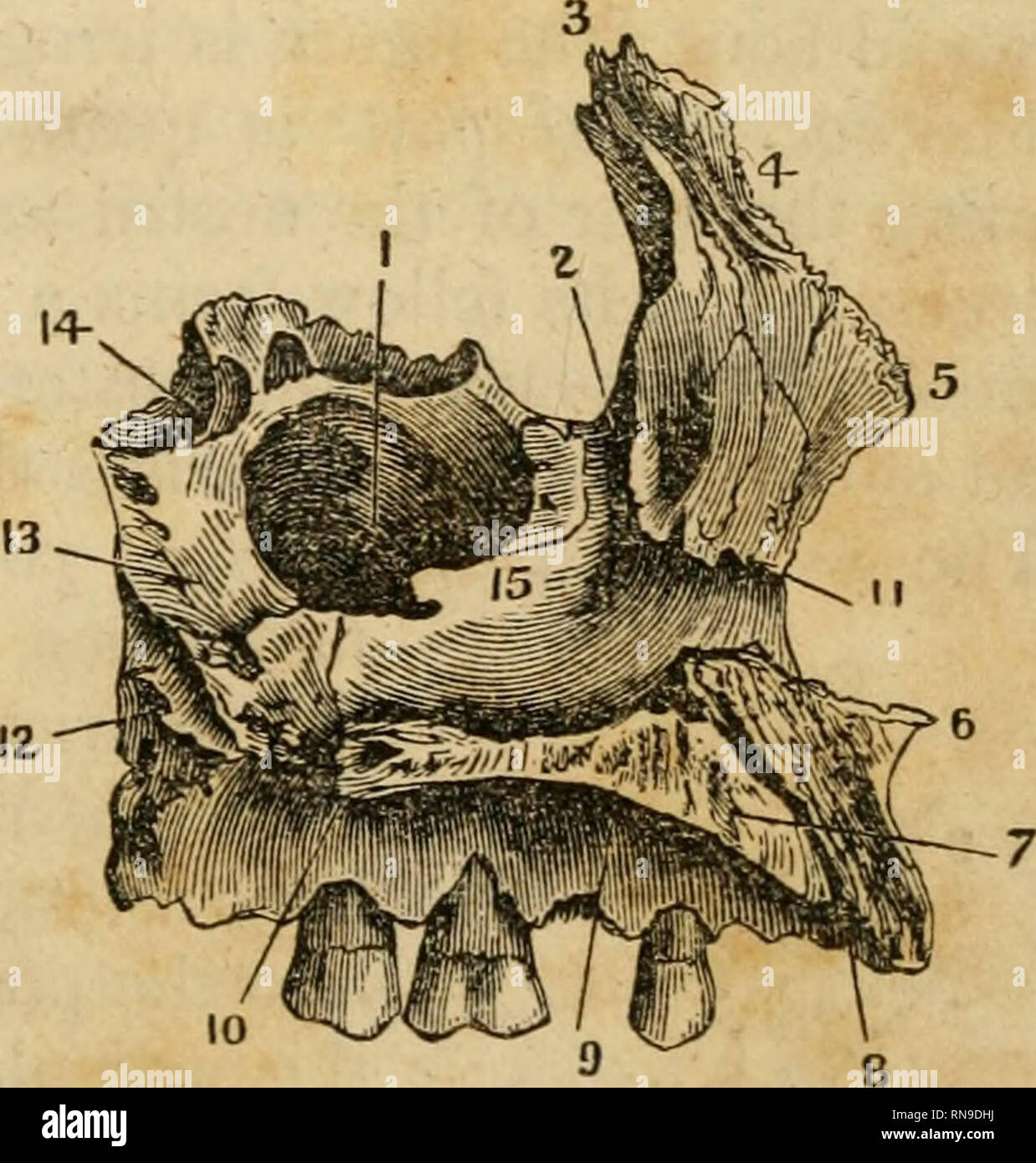 Ein ethmoid -Fotos und -Bildmaterial in hoher Auflösung – Alamy