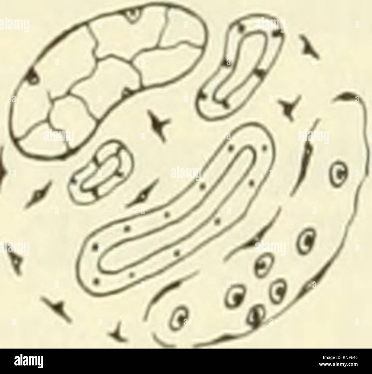. Analyse der Entwicklung. Embryologie; Embryologie. Abb. 86 ...