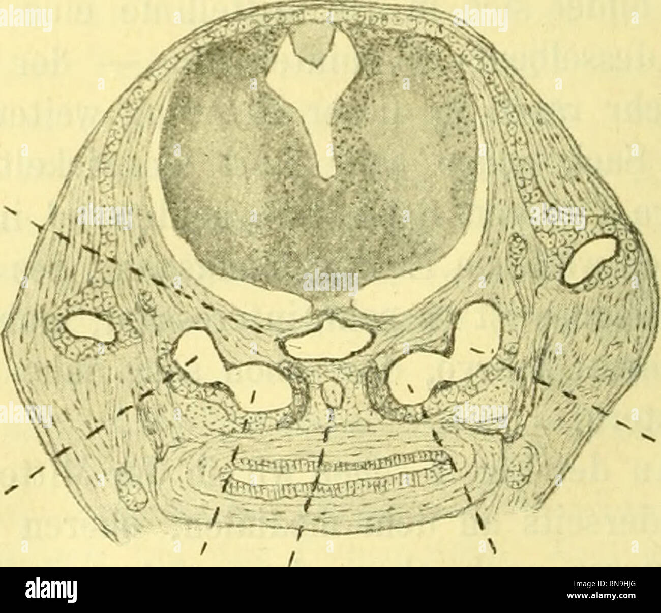 . Anatomischer Anzeiger. Anatomie, Vergleichende; Anatomie ...