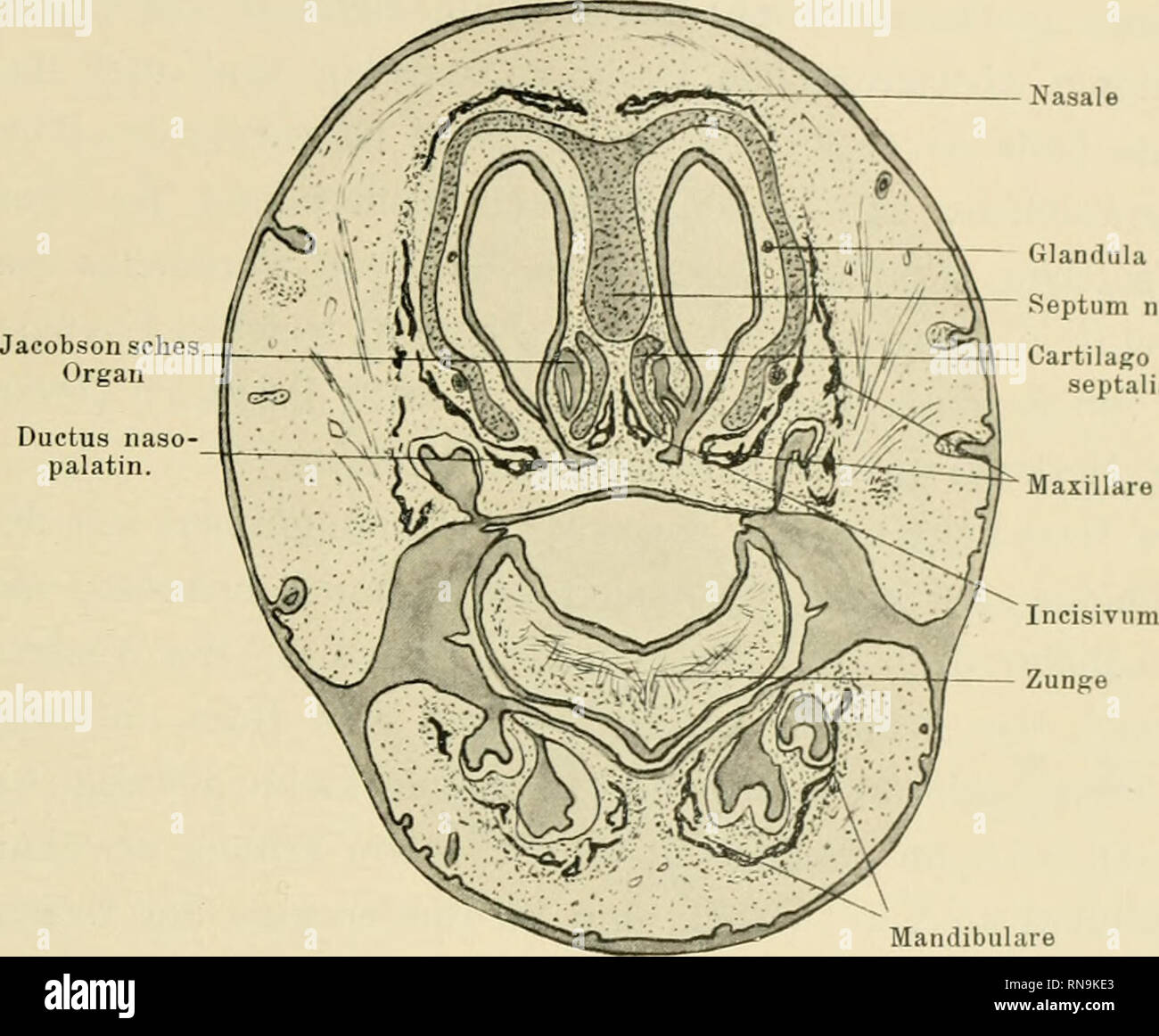 Schnitt durch die decke -Fotos und -Bildmaterial in hoher Auflösung – Alamy